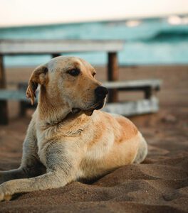 Best Vet Clinic In Beeliar, WA | The Village Veterinary Hospital