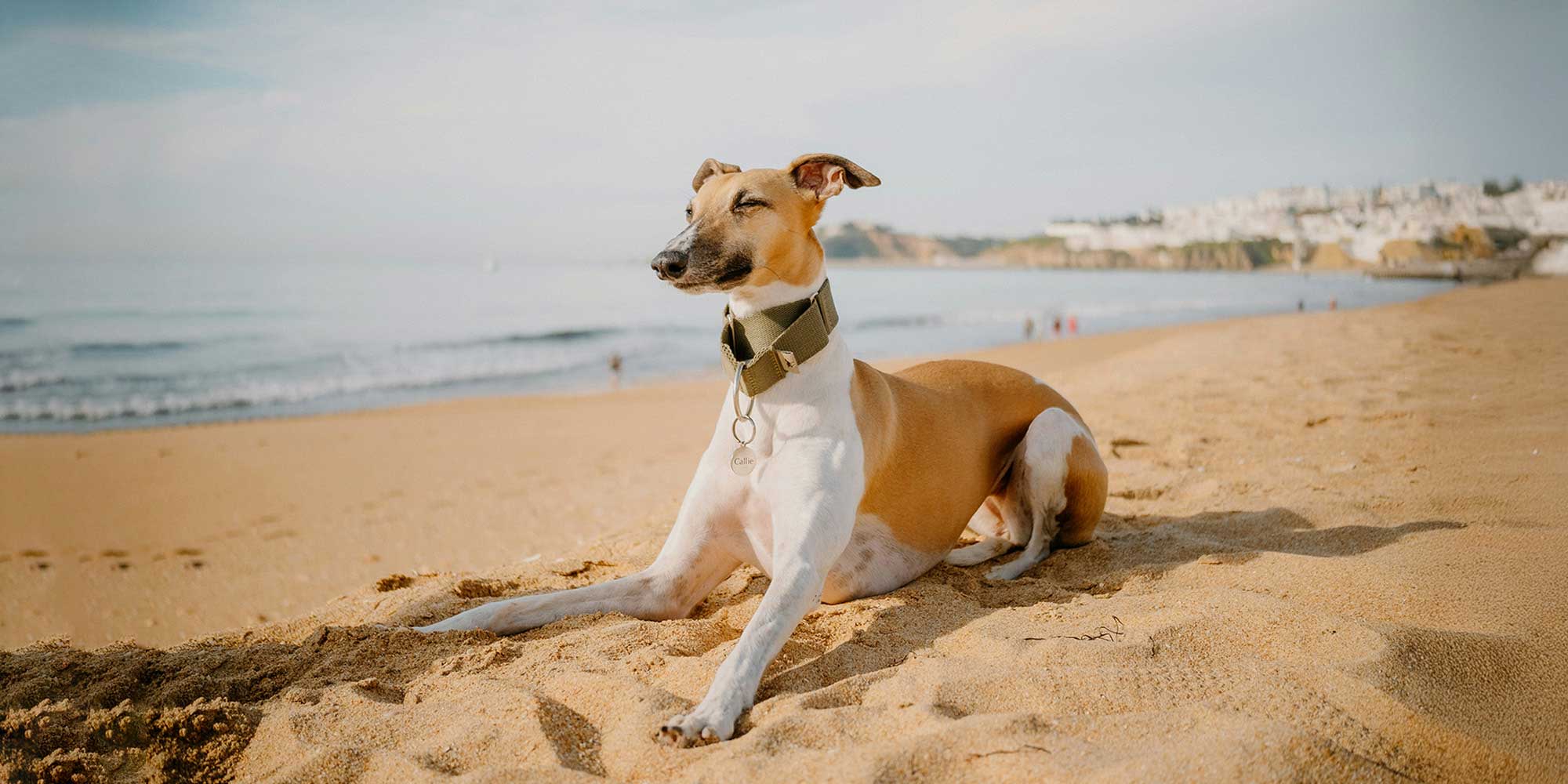 Veterinary Services In Beeliar, WA | The Village Veterinary Hospital