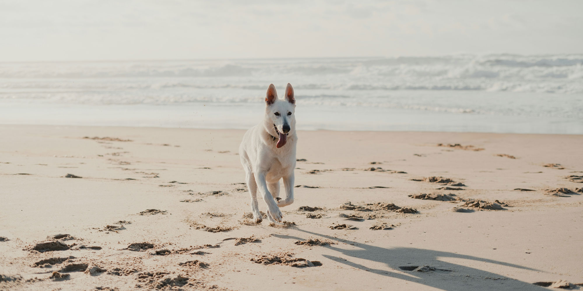 Veterinary House Calls In Beeliar, WA | The Village Veterinary Hospital