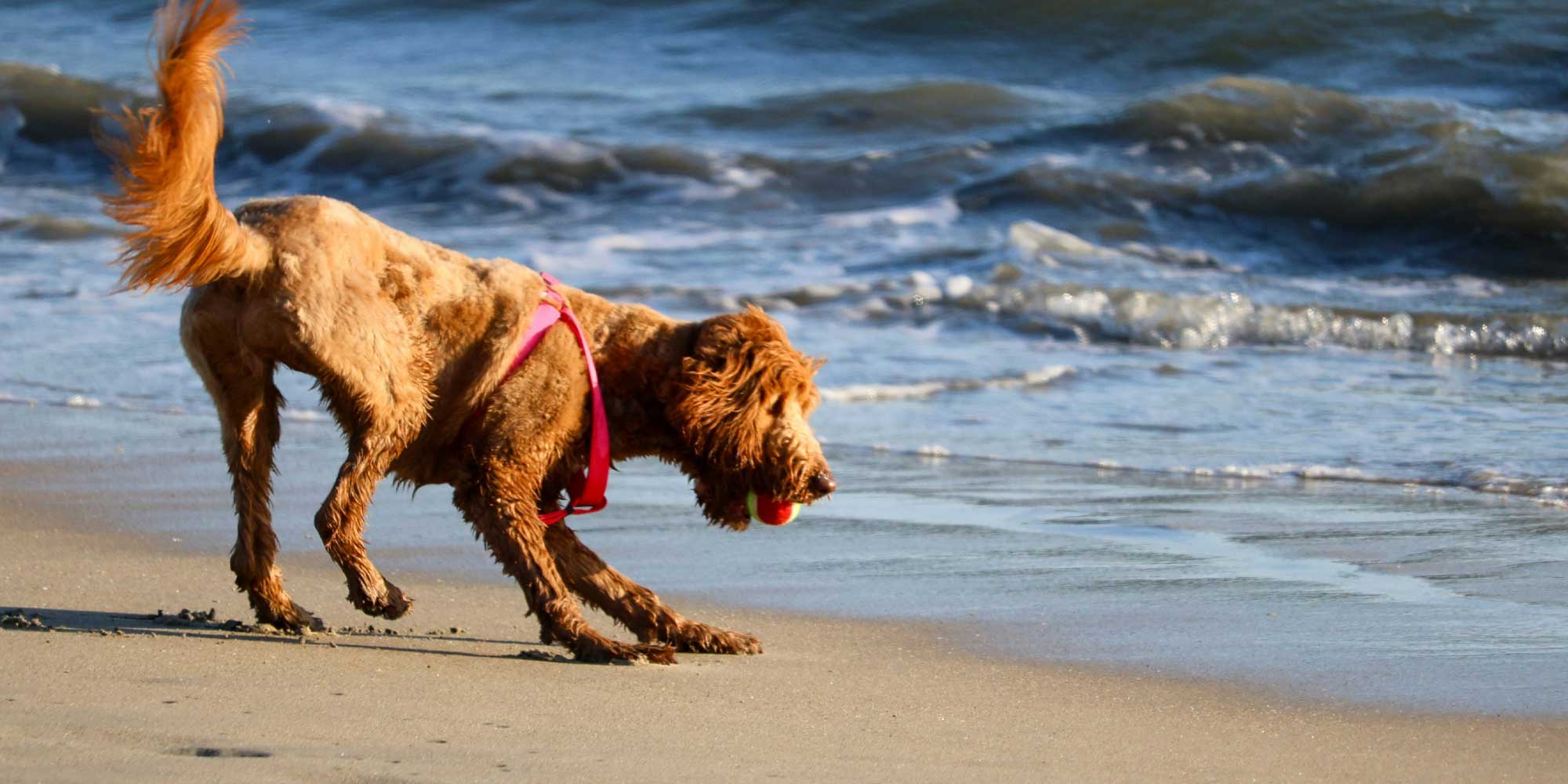 Pet Desexing In Beeliar, WA | The Village Veterinary Hospital