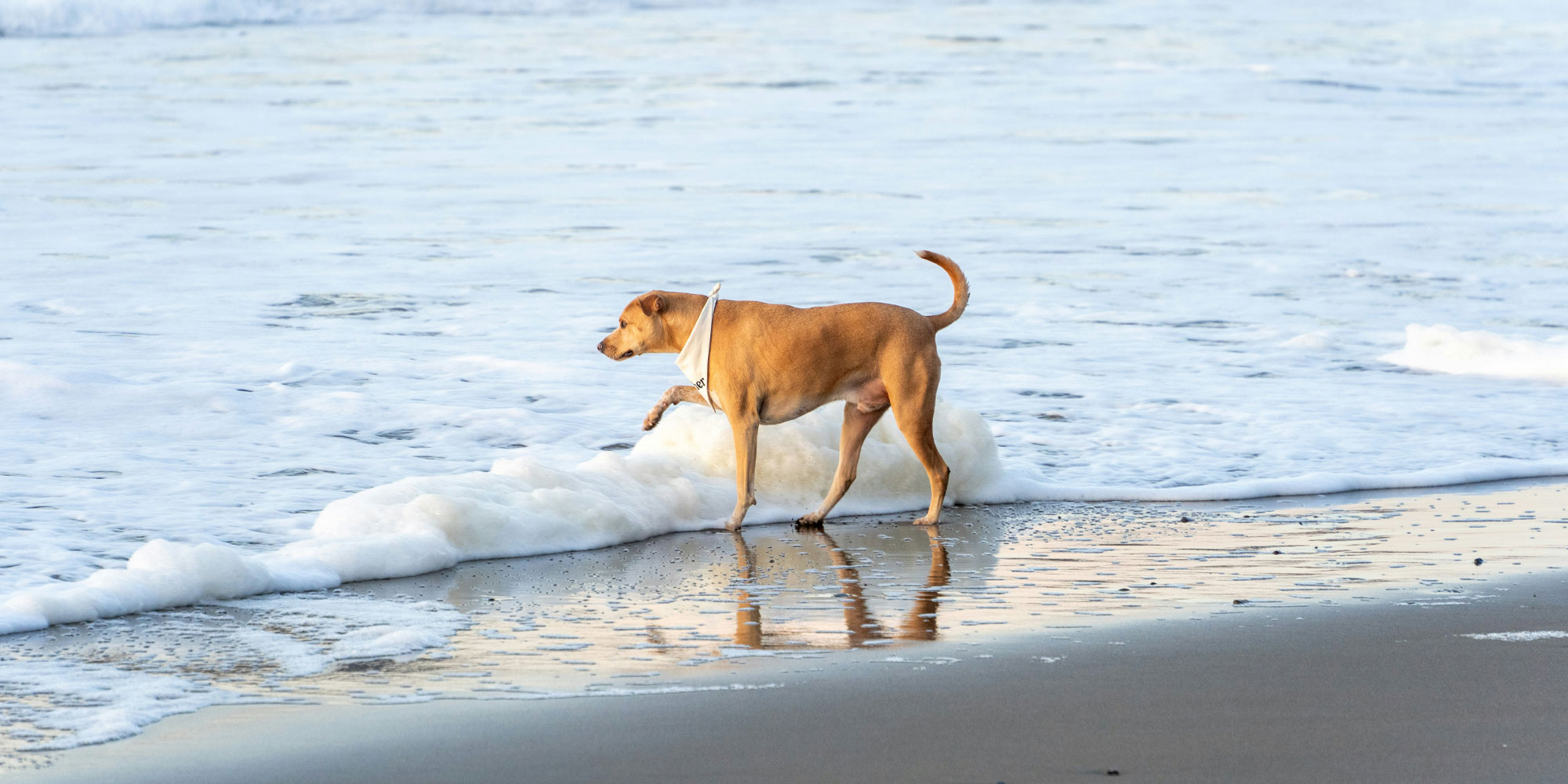 Senior Pet Care In Beeliar, WA | The Village Veterinary Hospital