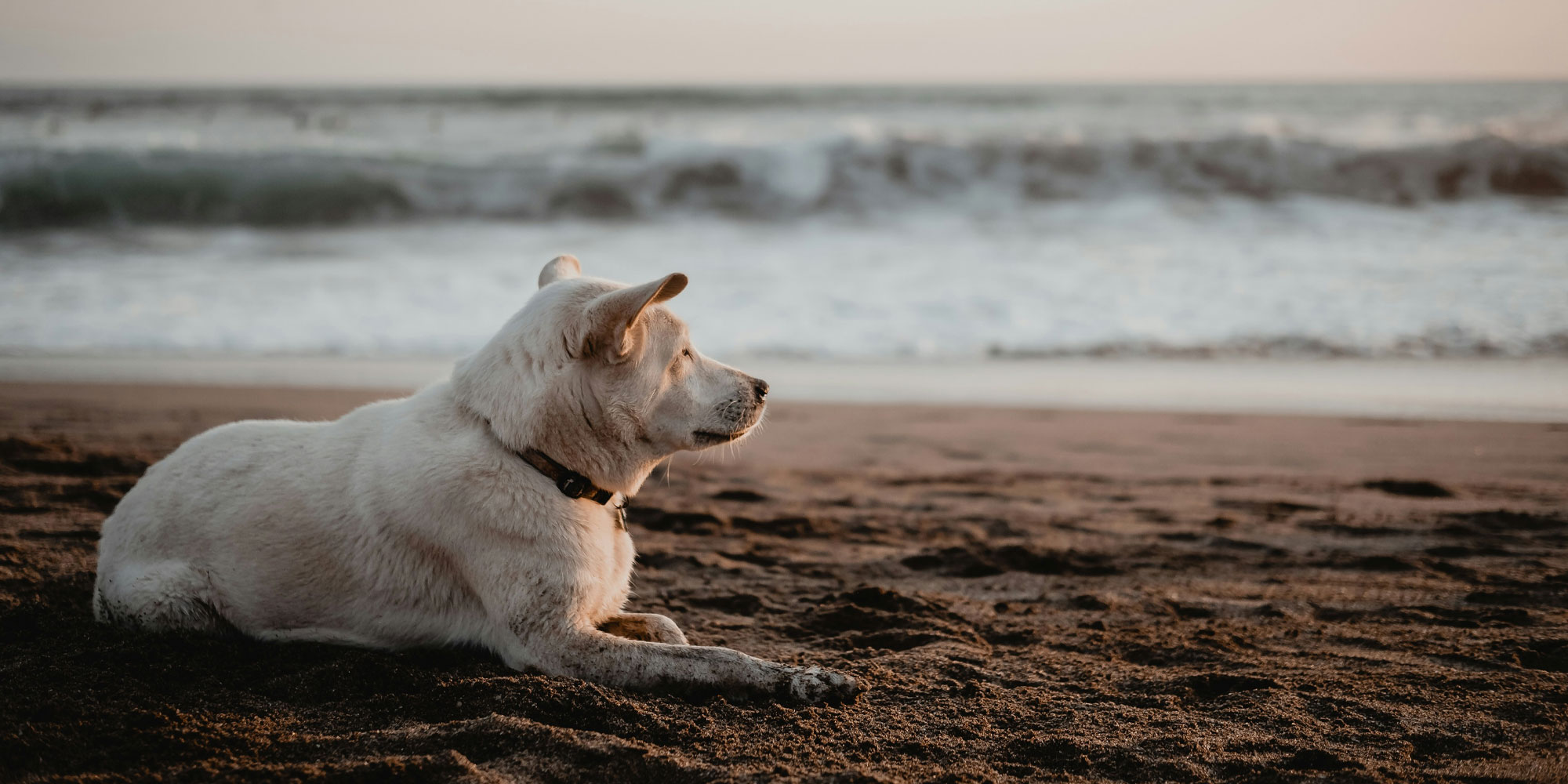 Orthopaedic Surgery For Dogs And Cats In Beeliar, WA | The Village ...